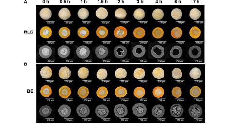 The Dynamic Structure Graphs Of Ibu Sustained Release Pellets During Download Scientific