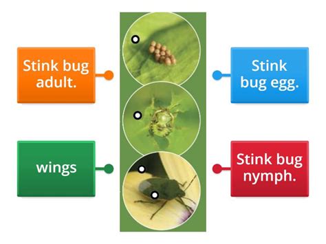 Book Stink Bug Labels Labelled Diagram
