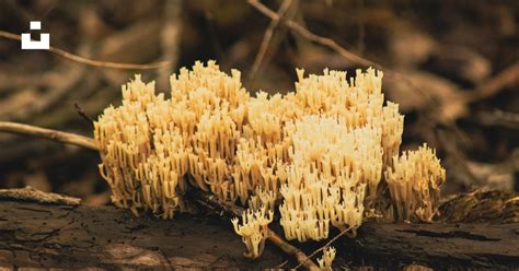 나뭇가지에서 자라는 식물이 있는 나뭇가지를 클로즈업한 사진 사진 Unsplash의 무료 갑자기 생기는 것 이미지