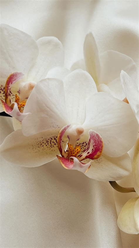 Может ли кружевной красоты были слишком много😍☀️ Мне кажется что не может Это так здорово