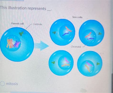 Solved This Illustration Represents Sex Cells Parent Cell Chegg Com