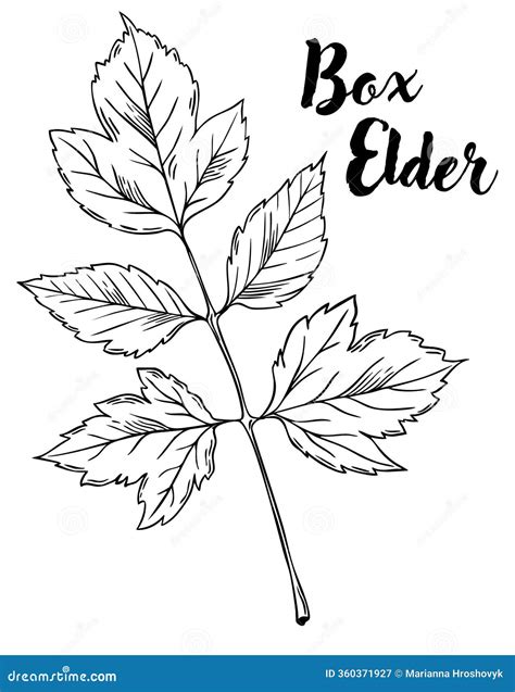 Box Elder Leaf Line Art Vector Illustration Leaves Botanical