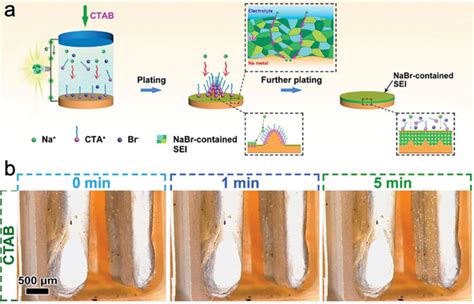 A Schematic Showing The Role Of The Ctab Electrolyte Additive On The Download Scientific