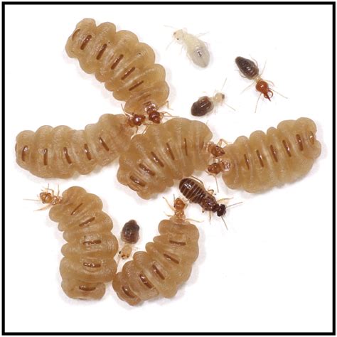 Projects Robert Hanus Group