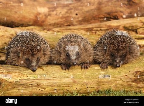Drei Igel Fotos Und Bildmaterial In Hoher Auflösung Alamy