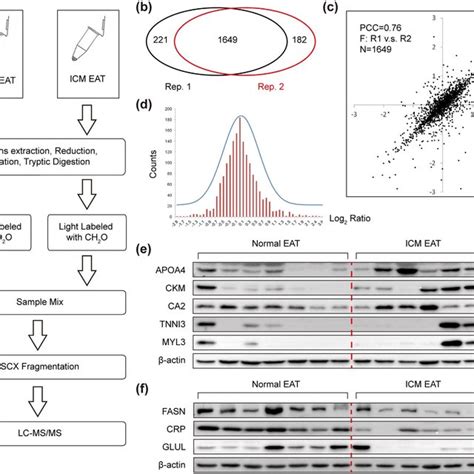 Experimental Workflow And Verification Of Quantitative Proteomics A Download Scientific