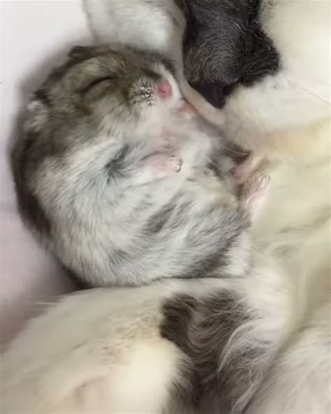 საყვარლები Youtube