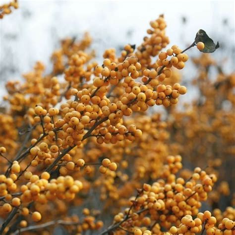 Gin Fizz® Juniper Proven Winners Colorchoice Flowering Shrubs