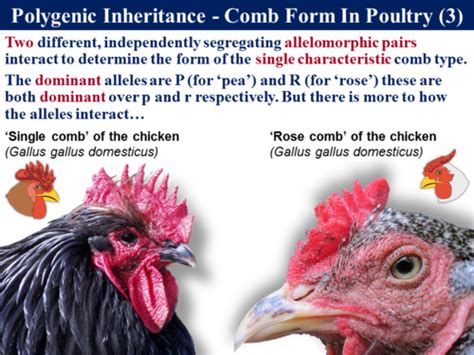 Bioa 3 7 1 Genetics 5 Polygenic Inheritance Epistasis And Lethal Genes