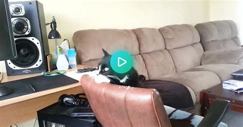 Why You Dont Buy Your Catnip On The Street From A Cat You Dont Know