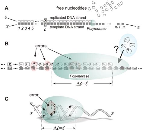 Sketch Of Dna Replication A Variables Parameters And Sequence Download Scientific