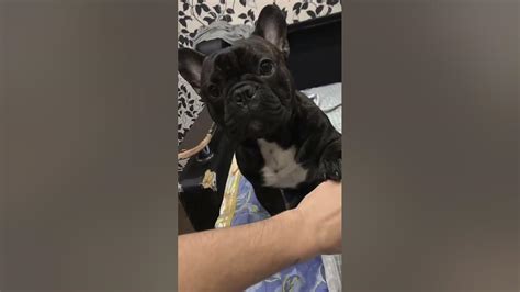 Французский бульдожка бульдозеры французскийбульдог Youtube