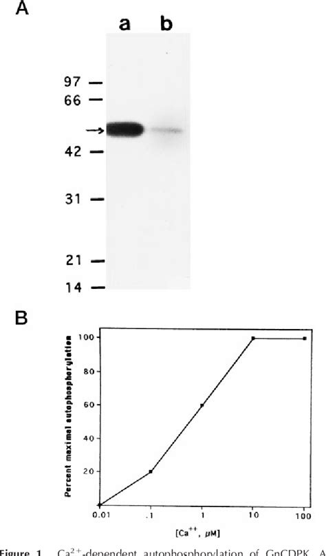 Figure 1 From Autophosphorylation Dependent Activation Of A Calcium Dependent Protein Kinase