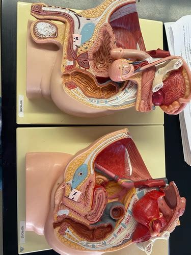 Urinary Lab Flashcards Quizlet