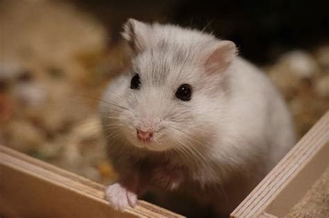 펄 햄스터 집 꾸미기 위한 햄스터 놀이기구 종류 및 용도 네이버 블로그