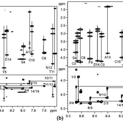 two dimensional nmr spectra that summarize the sequential assignments