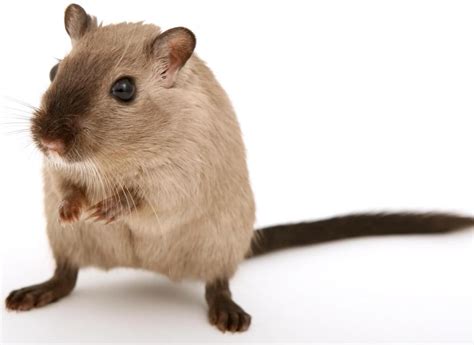 How Do I Care For A Pregnant Gerbil With Pictures