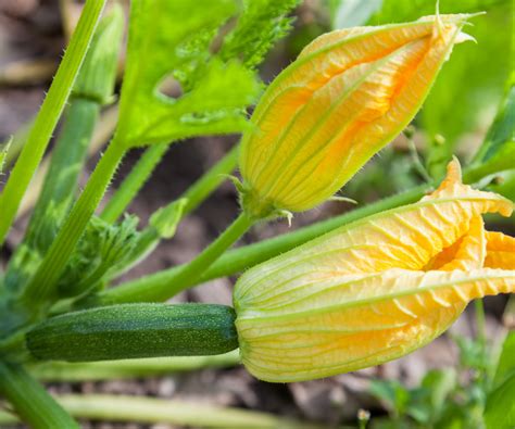 How And When To Harvest Zucchini Flowers To Eat Homes And Gardens