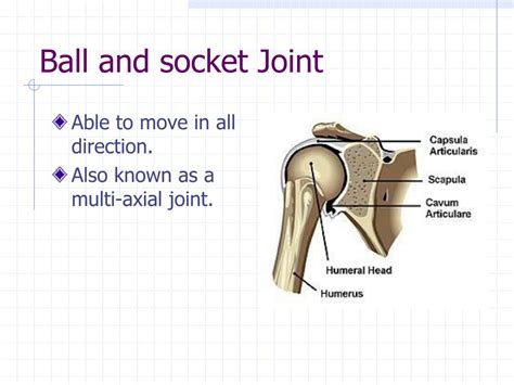 PPT Joints PowerPoint Presentation Free Download ID 3822537