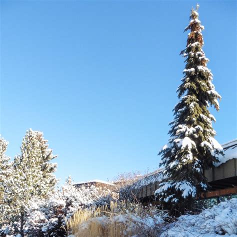 Weeping White Spruce