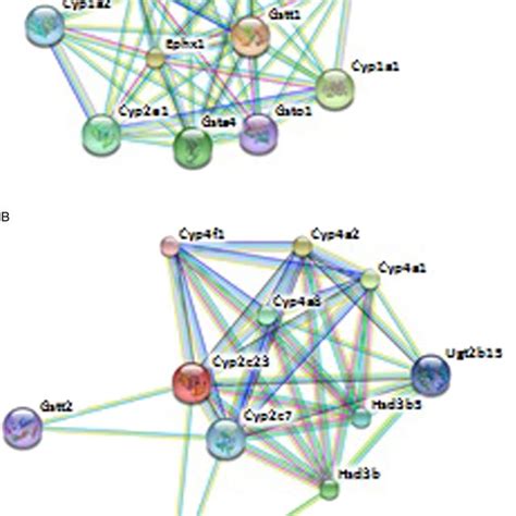 Protein Protein Interaction Network String Of Proteins Involved In