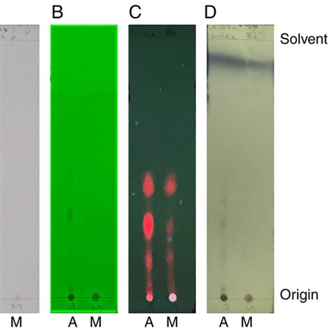 Tlc Of Acetone Extract And Methanol Extract Of Musa Basjoo The Download Scientific Diagram