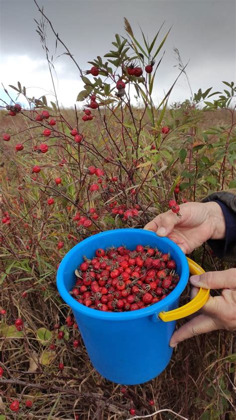 За шиповником Маленькие огороды Ягоды Фотография фруктов