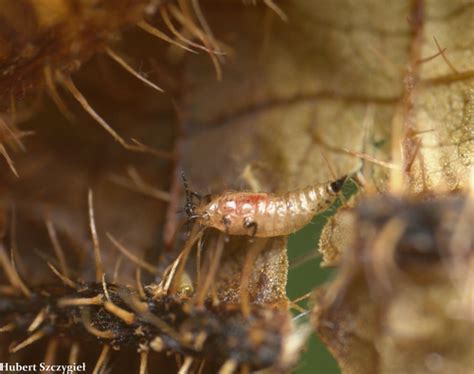 Clidemia Thrips Liothrips Urichi · Inaturalist United Kingdom