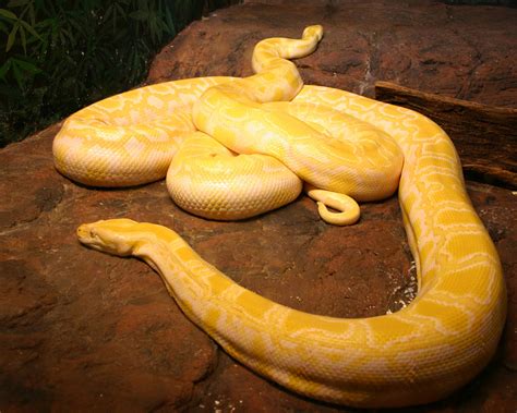 Restricted Snake Propagation Application
