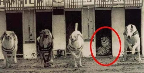 ក្តីស្រលាញ់ អ្នក មិន ត្រូវ ការ ការ ប្រកួត ប្រជែង ជា មួយ មនុស្ស គ្រប់ គ្នា ដើម្បី បង្ហាញ ពី