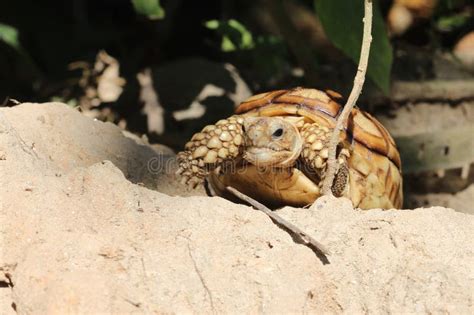 African Sulcata Tortoise Natural Habitat Africa Spurred Tortoise Stock