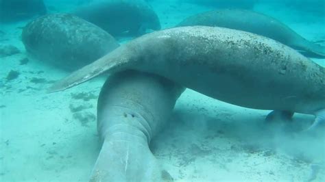 Manatees Mating Part 2 Close Up Youtube