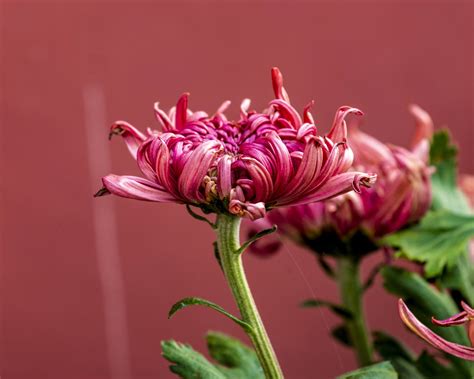 Wallpaper Red Chrysanthemum Petals Stem 5120x2880 Uhd 5k Picture Image