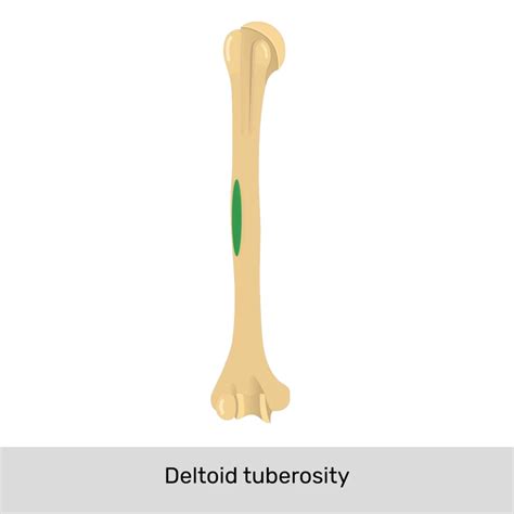 Humerus Anatomy Bone Markings Labeled Diagrams 54 Off My Xxx Hot Girl