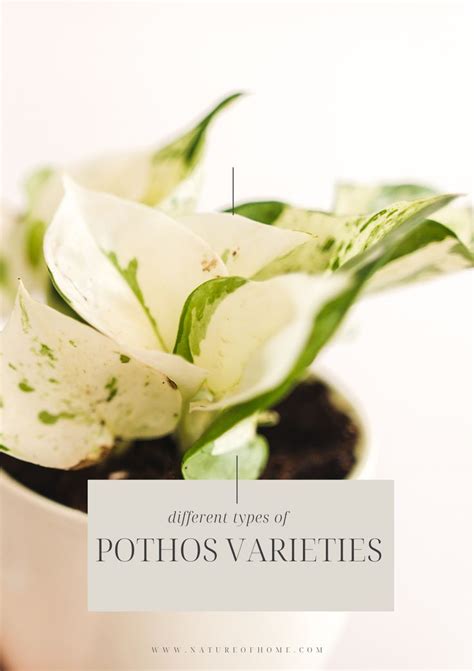 20 Pothos Varieties All Types Explained For Beginners And Avid