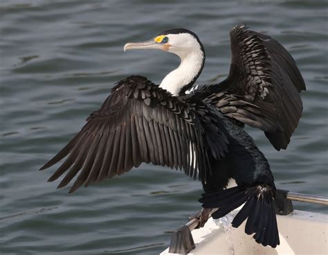 West Lake Robina 2021 2023 Bird Spots