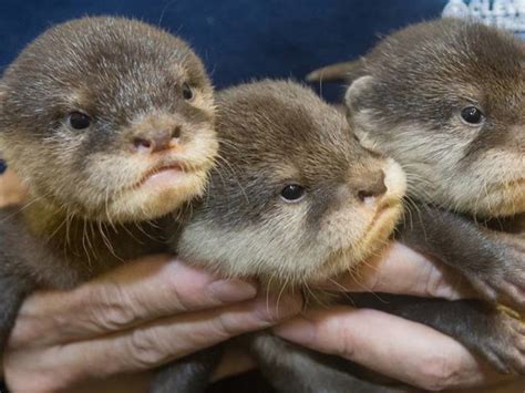 Cute Otter Pups