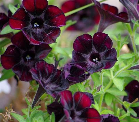 Black Cherry Petunias Petunias, Cherry, Outdoors, Gardening, Plants ...