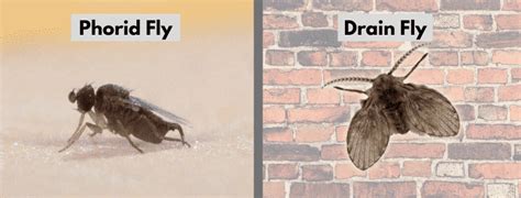 Phorid Flies Vs Drain Flies How To Get Rid Of Them Fast