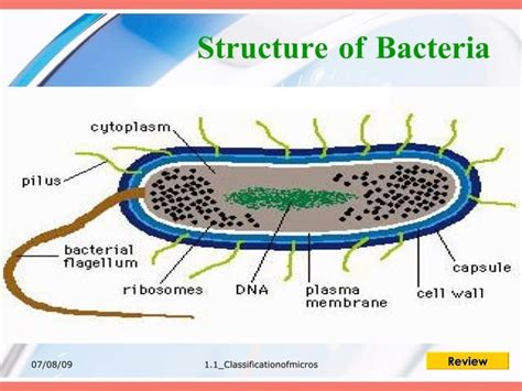 11 Classsification Of Microorganisms Ppt