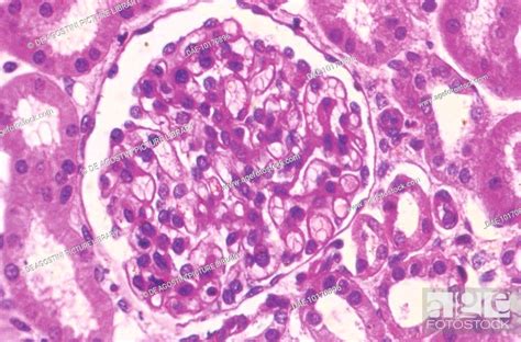 Nephron Microscope Diagram Quizlet