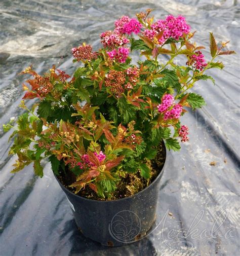 Спирея японская (Spiraea japonica `Crispa`) - Спирея японская - Спирея ...