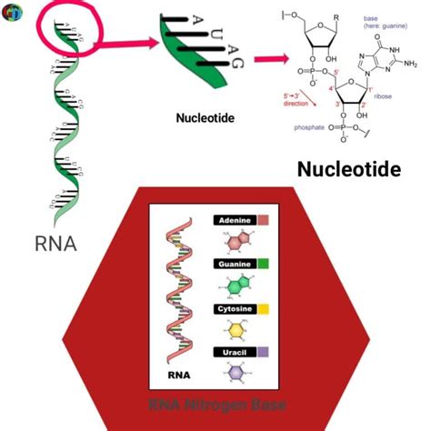 Rna क्या है Full Form कार्य प्रकार Rna Full Form In Hindi