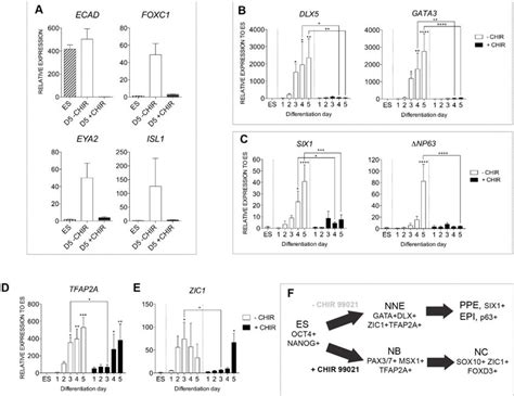 Wnt Restricts Non Neural Ectoderm Fate In Differentiating Hescs A Download Scientific