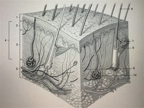 A P Chapter Integumentary System Flashcards Quizlet