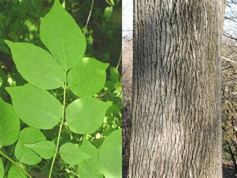 13 Texas Ash Tree Types With Pictures And Identification