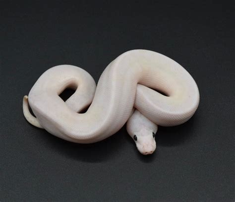 Alloy Ball Python Traits Morphpedia