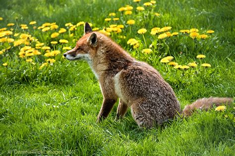 Volpetta | Please also look at my previous images No Group I… | Flickr