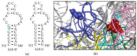 Pseudouridine Synthase Rsua Confers A Survival Advantage To Bacteria Under Streptomycin Stress