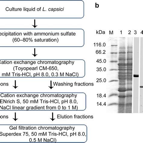 Production Of L Capsici Bacteriolytic Enzymes A Scheme Of Download Scientific Diagram